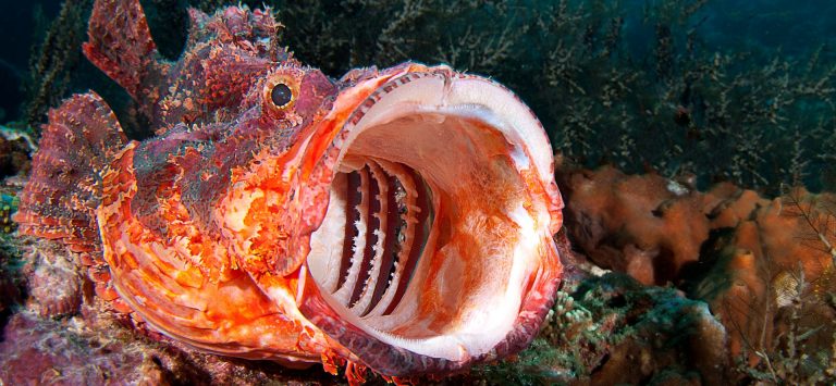 15+ Horrifying Creatures of the Deep Sea | HorizonTimes