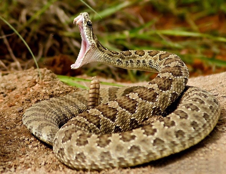 The Most Deadly Snakes in the World | HorizonTimes