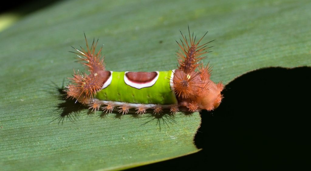 15 of the World's Most Nightmare Inducing Insects | HorizonTimes