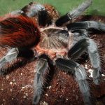 15 of the World's Most Nightmare Inducing Insects | HorizonTimes