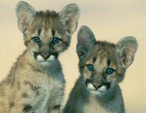 Once Endangered Species That Are Now Extinct | HorizonTimes