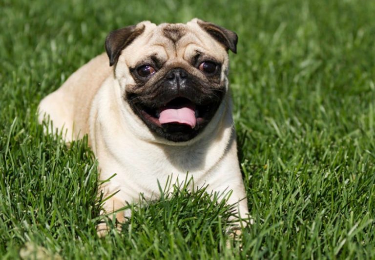 The Largest Dog Breeds in the World | HorizonTimes