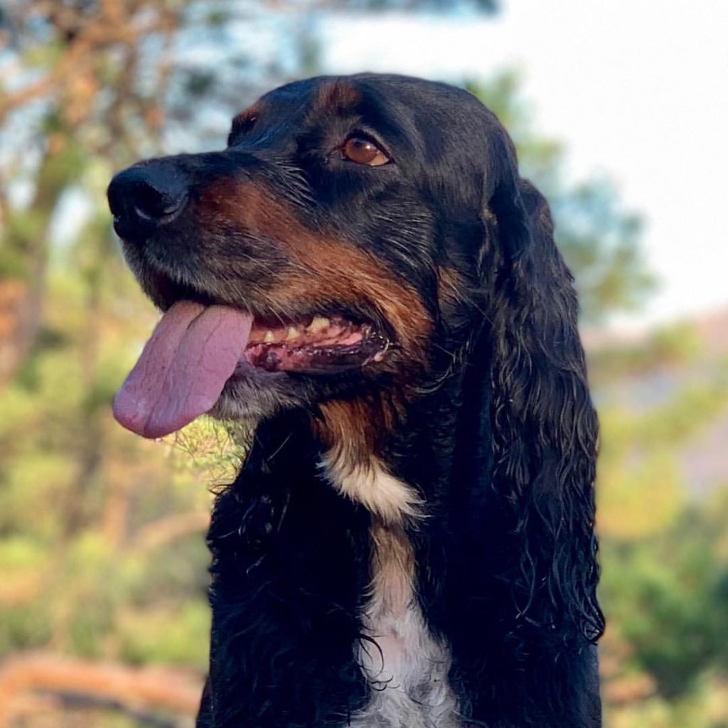 Canine Psychologists Were Surprised When They Ranked The World's ...