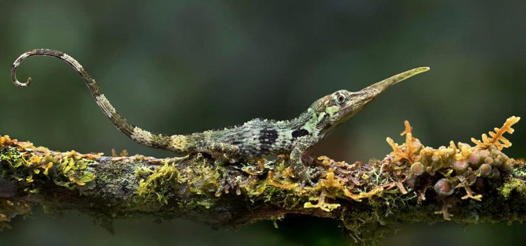 Extinct Animals That Miraculously Came Back From The Brink | HorizonTimes