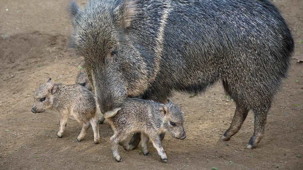 Extinct Animals That Miraculously Came Back From The Brink | HorizonTimes