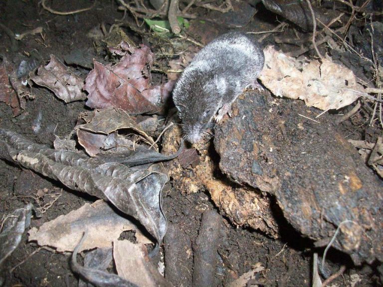 Extinct Animals That Miraculously Came Back From The Brink | HorizonTimes