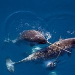 Extinct Animals That Miraculously Came Back From The Brink | HorizonTimes