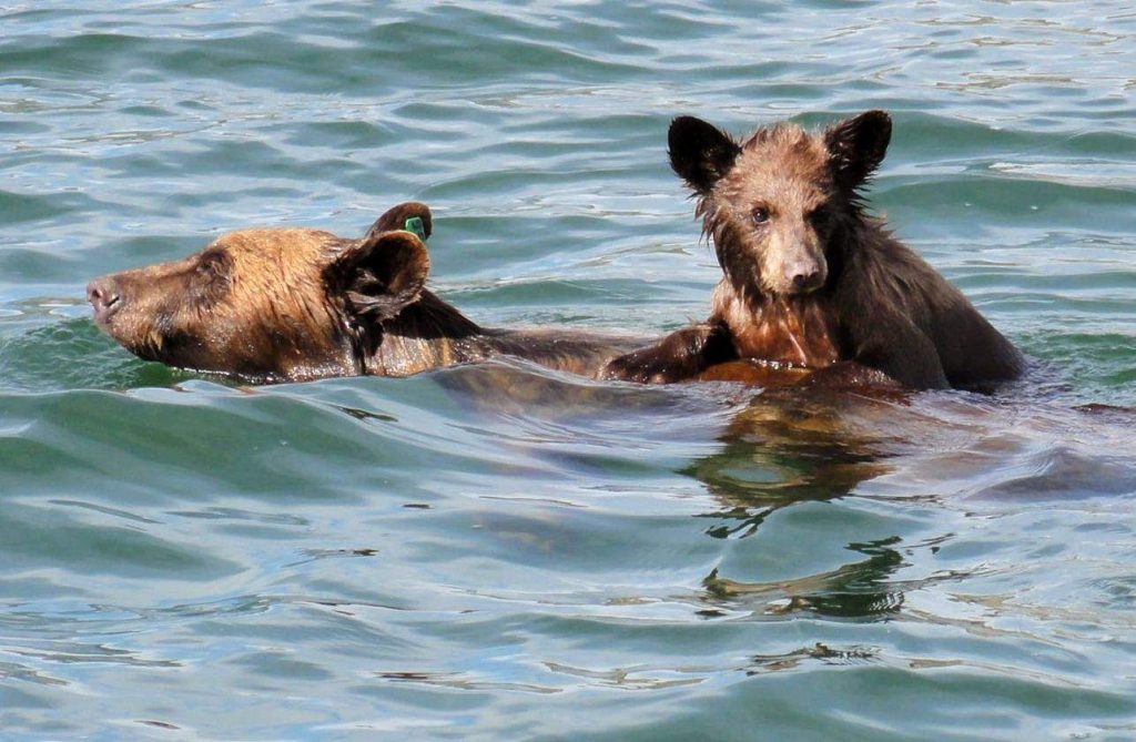 Two Courageous Fishermen Jump In As Mother Bear Leaves Babies To Drown ...