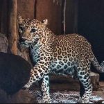 Farmer Demands to Know Why a Leopard Visits His Cow Every Night ...