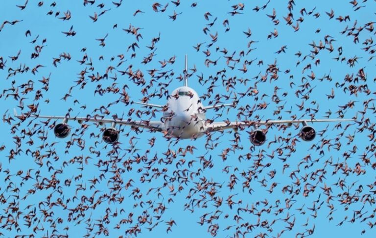 Birds Won t Leave A Plane Alone And The Pilot Is Amazed To Learn Why birds-won-t-leave-a-plane-alone-and-the-pilot-is-amazed-to-learn-why